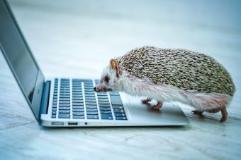 Windows11でpingを許可する設定方法を紹介！ | Aprico